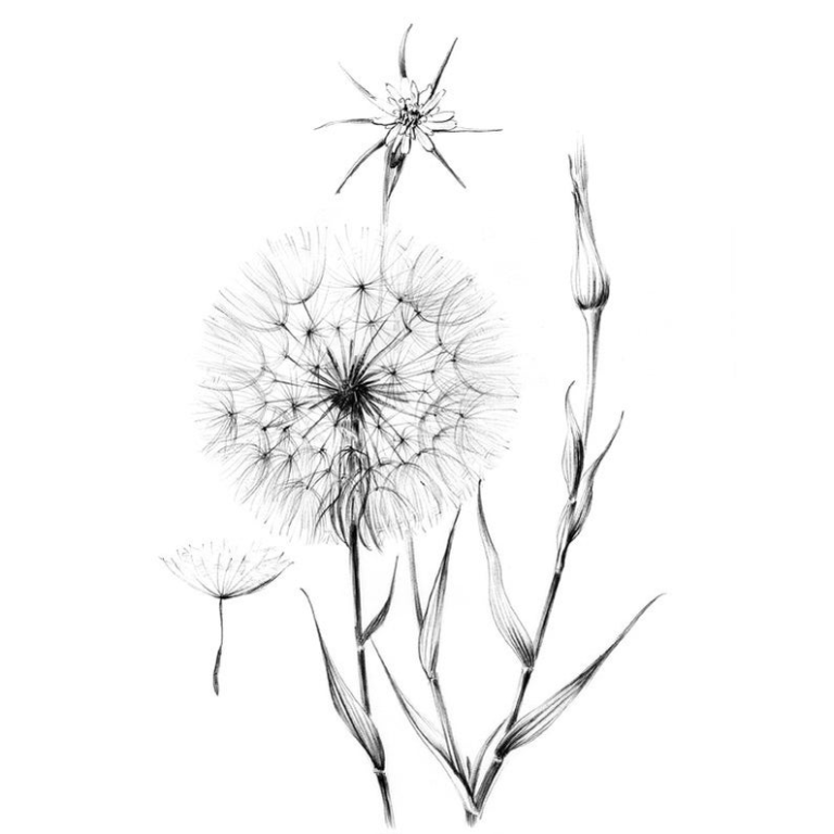 185+ Best Dandelion Tattoos Designs for Men and Women (2022 ...