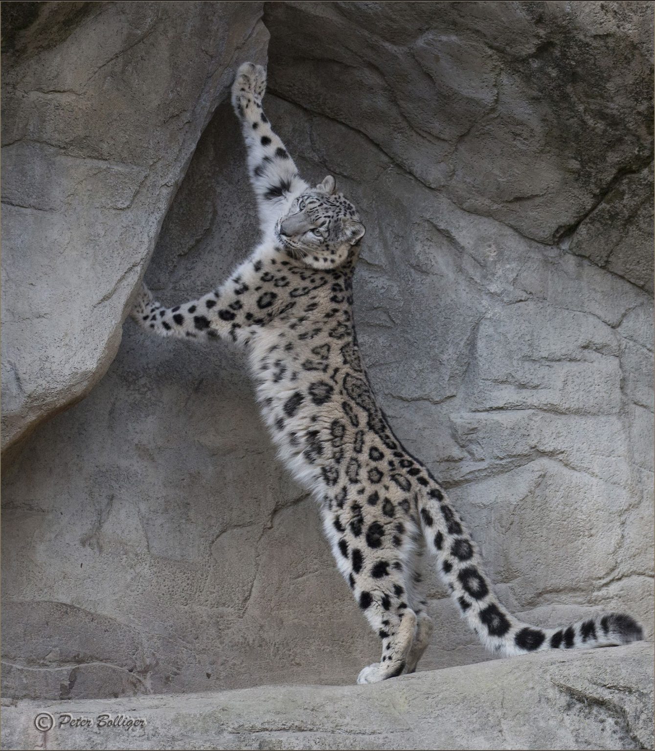 210+ Snow Leopard Tattoo Ideas (2023) - TattoosBoyGirl