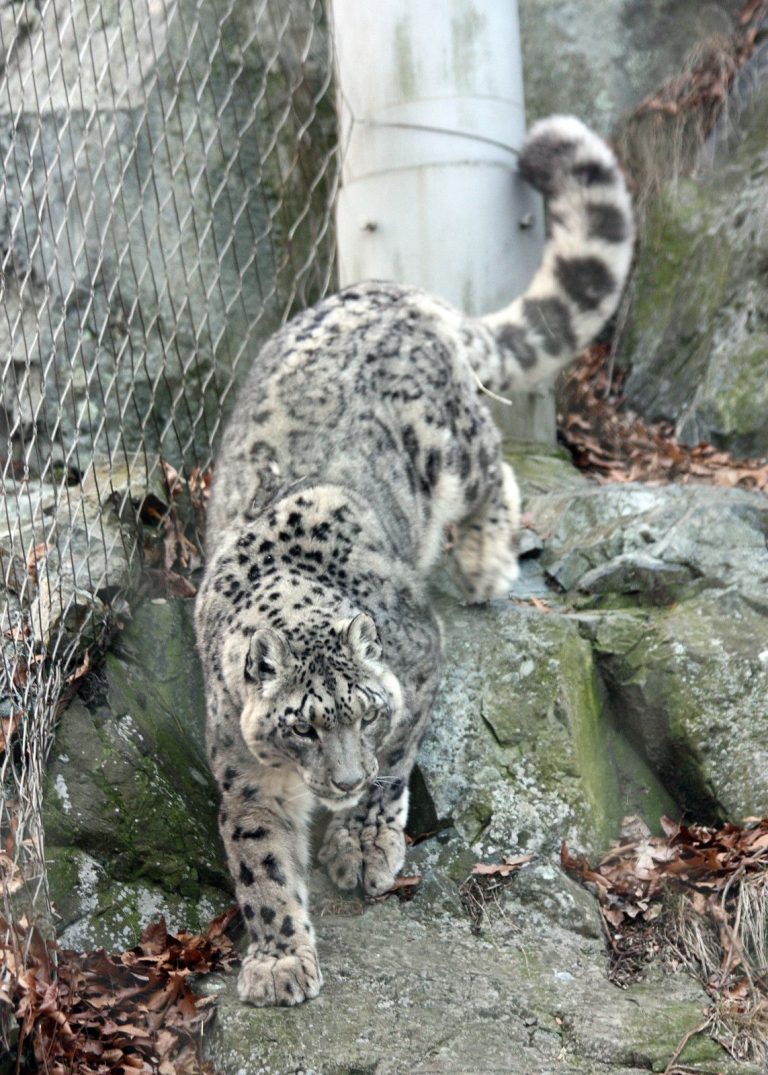 210+ Snow Leopard Tattoo Ideas (2023) - TattoosBoyGirl