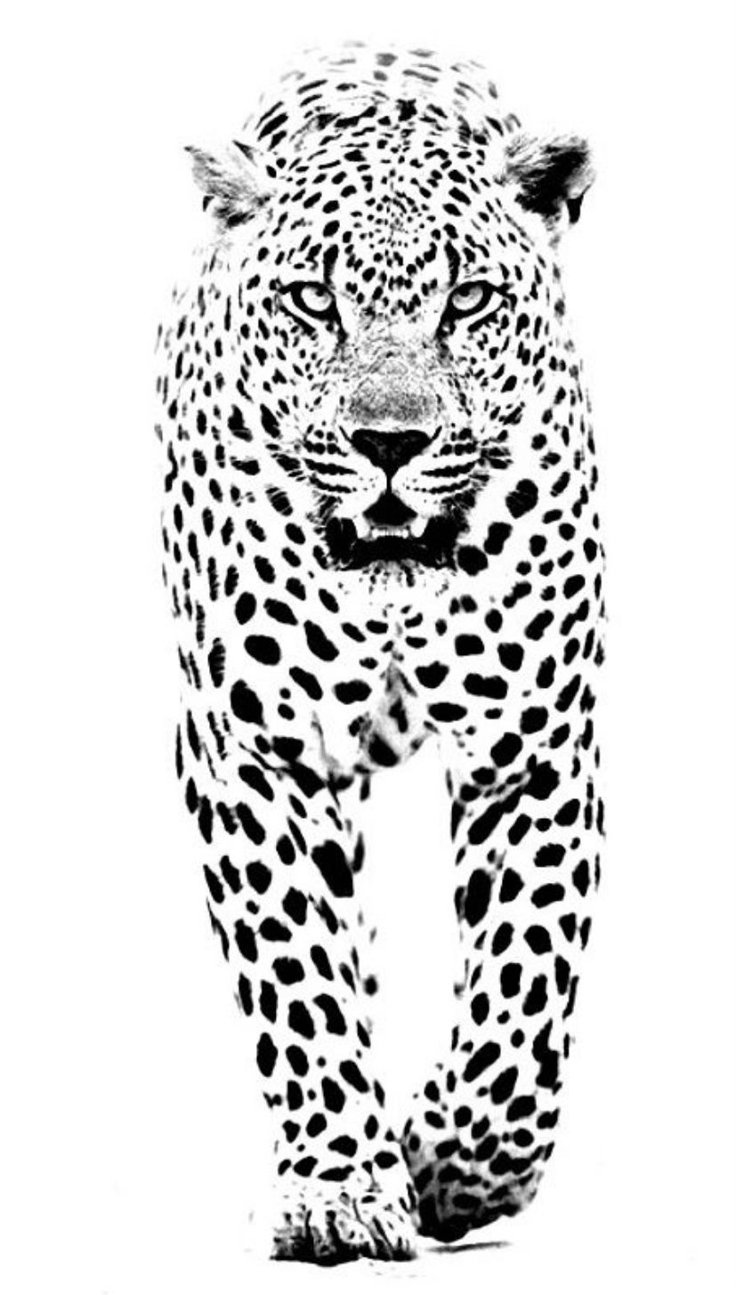 210+ Snow Leopard Tattoo Ideas (2023) - TattoosBoyGirl