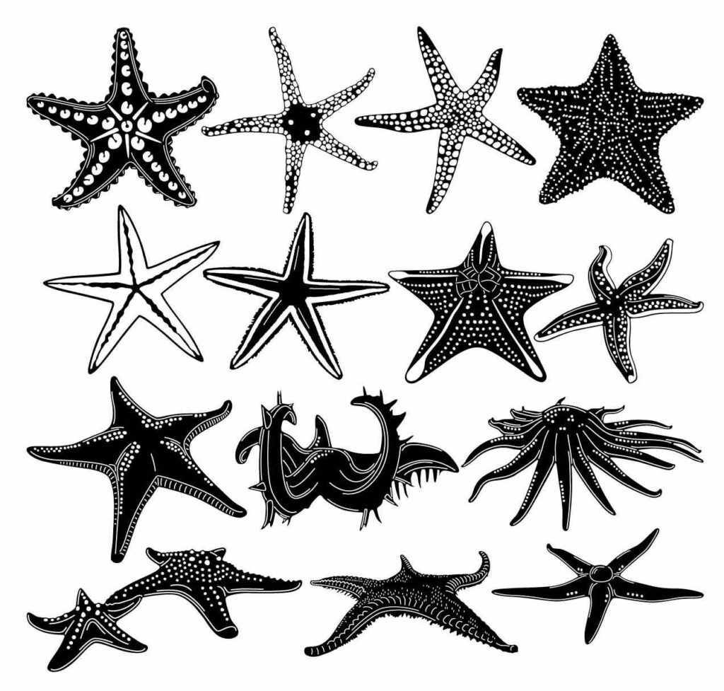 280+ Starfish Tattoo Designs (2024) - TattoosBoyGirl