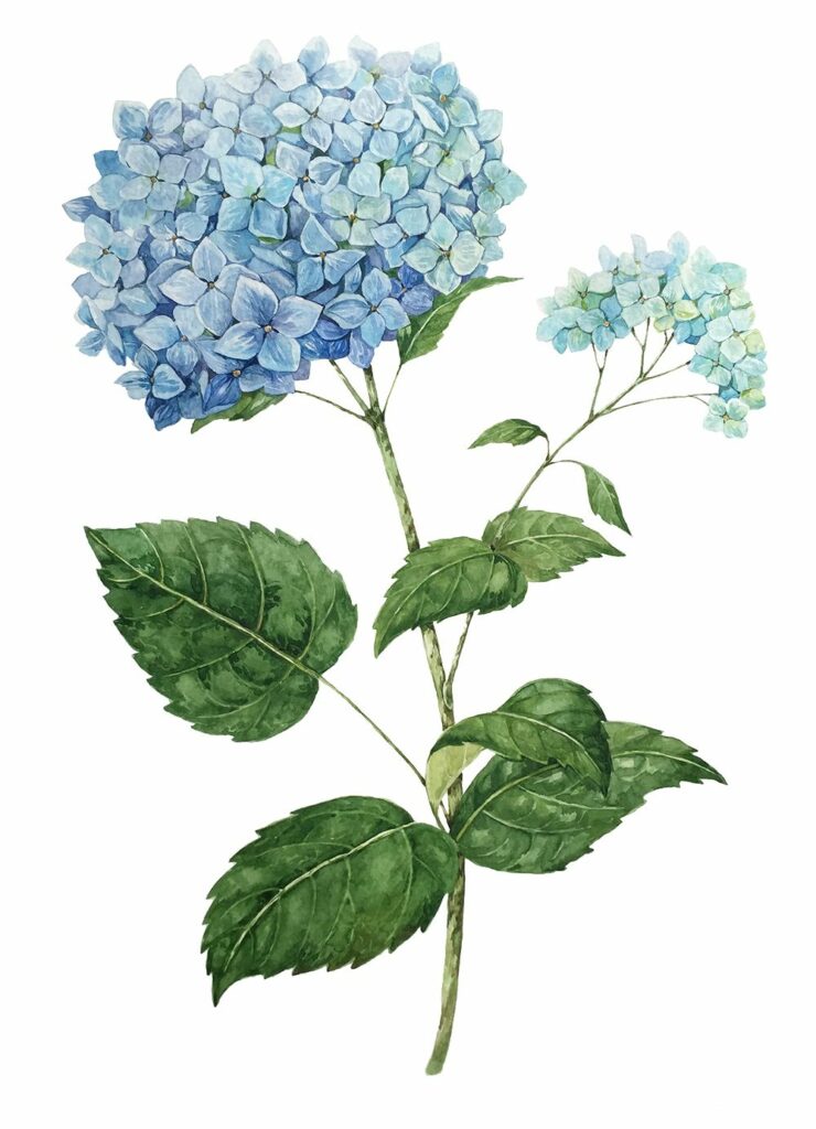 220+ Prettiest Hydrangea tattoo Designs (2024) - TattoosBoyGirl